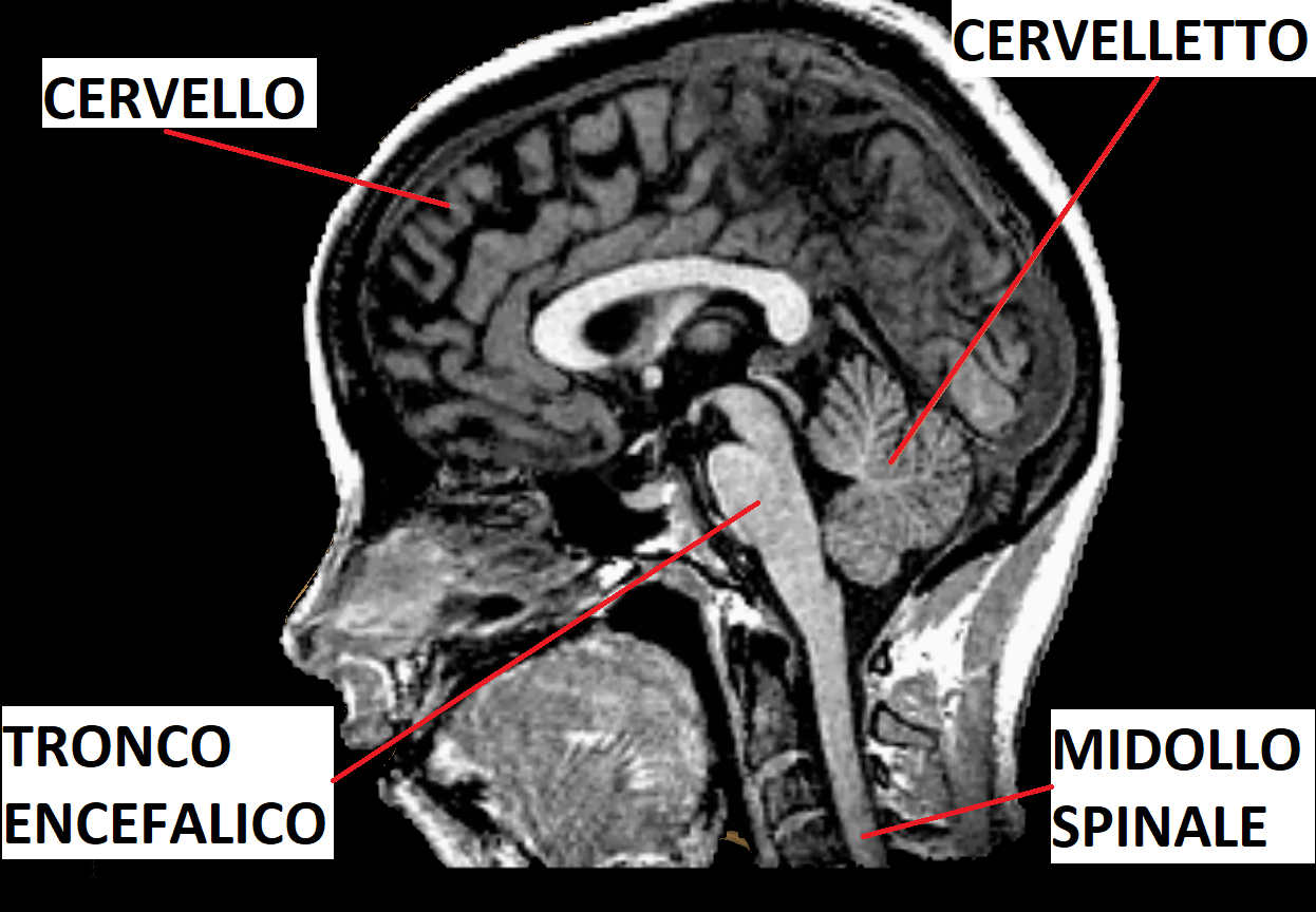 Il cervello: andiamo insieme alla scoperta di Mr. Brain - Brain in Training